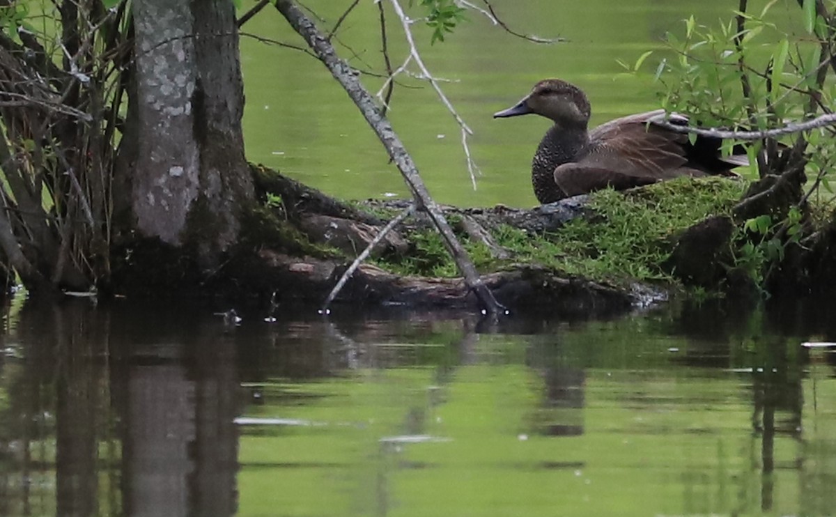 eBird Checklist - 26 Apr 2023 - Stumpy Lake Natural Area - 31 species