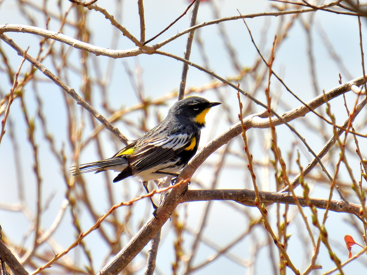eBird Checklist - 26 Apr 2023 - Kenwood pond (State of WY) Newcastle ...