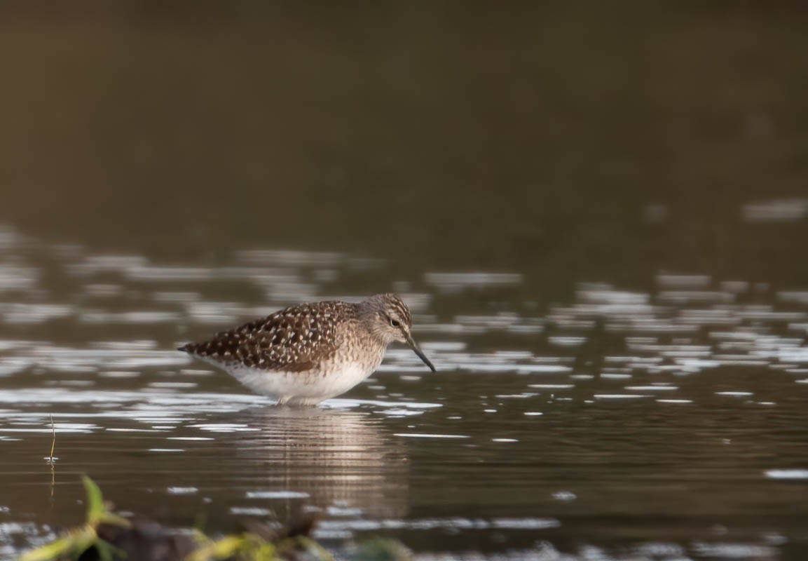 ML563444811 - Wood Sandpiper - Macaulay Library