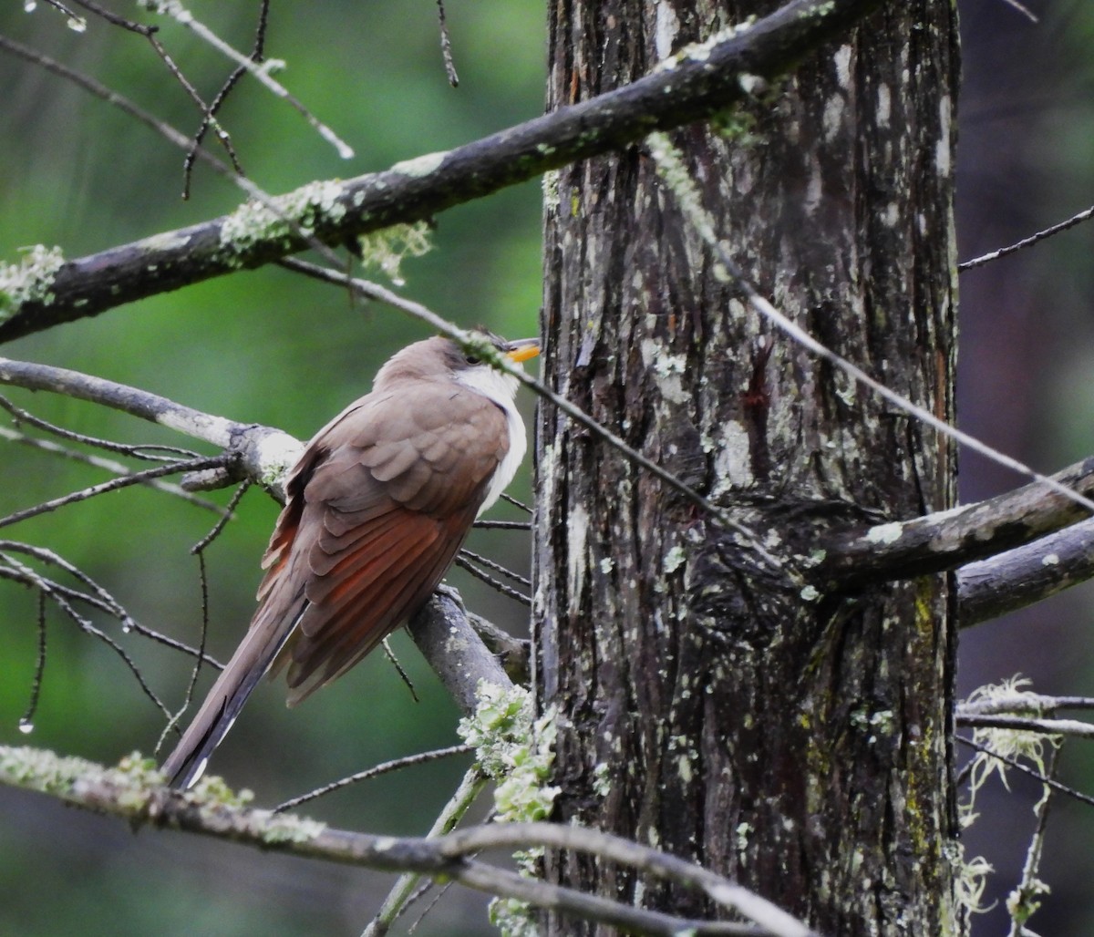 eBird Checklist - 27 Apr 2023 - Pine Brook Wetlands (Clear Lake) - 19 ...