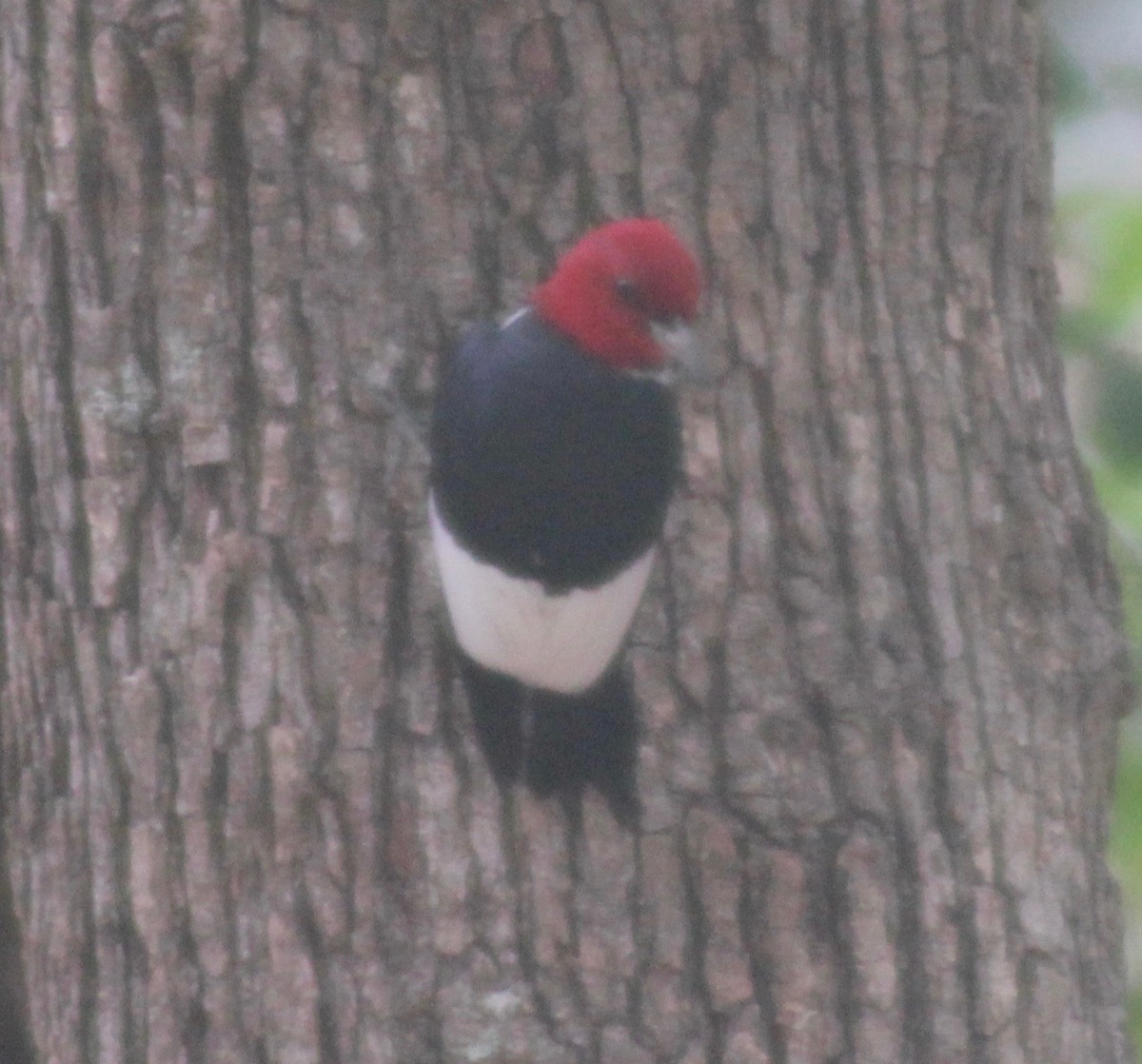 ML563793101 - Red-headed Woodpecker - Macaulay Library