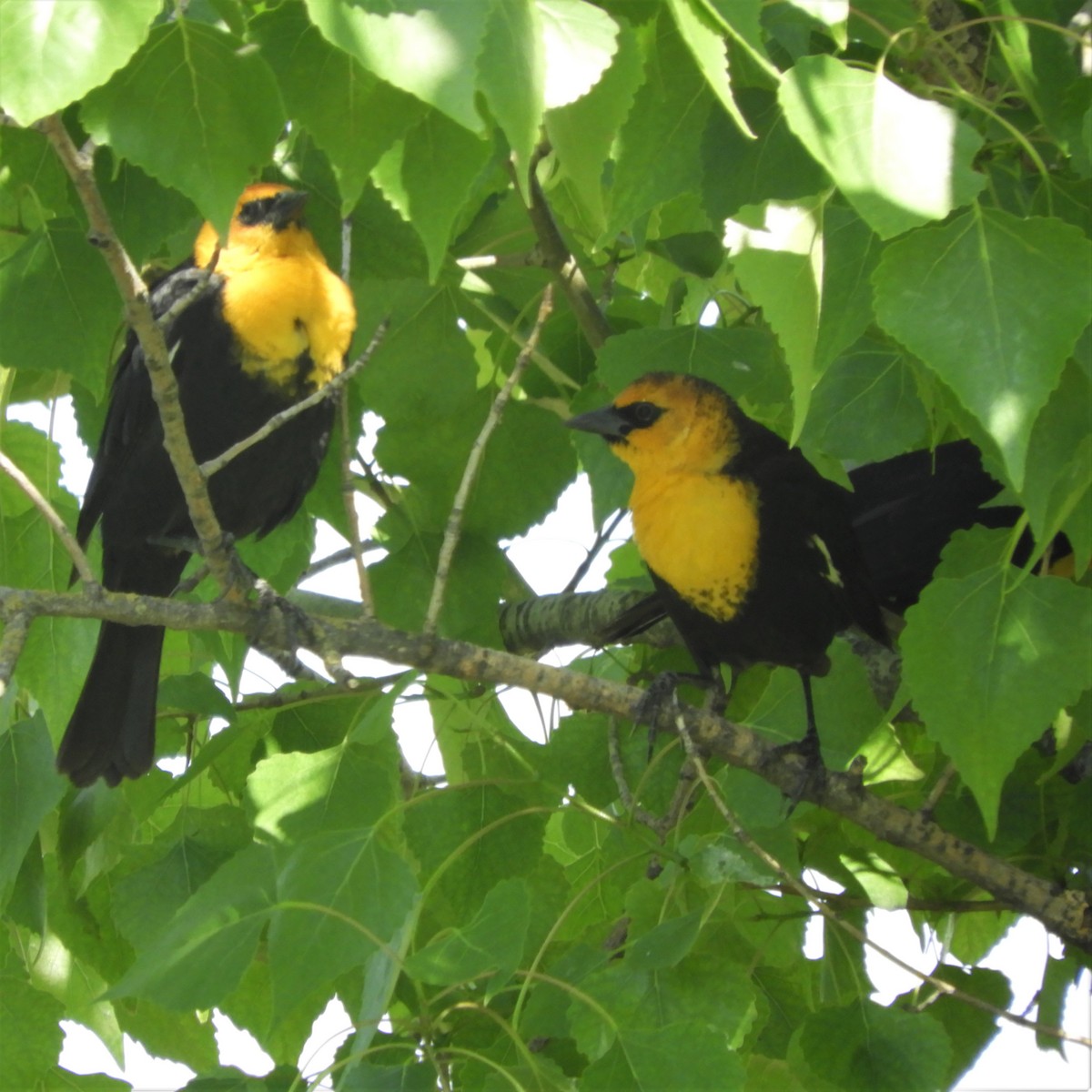 eBird Checklist - 27 Apr 2023 - Merced NWR (Please use a more specific ...