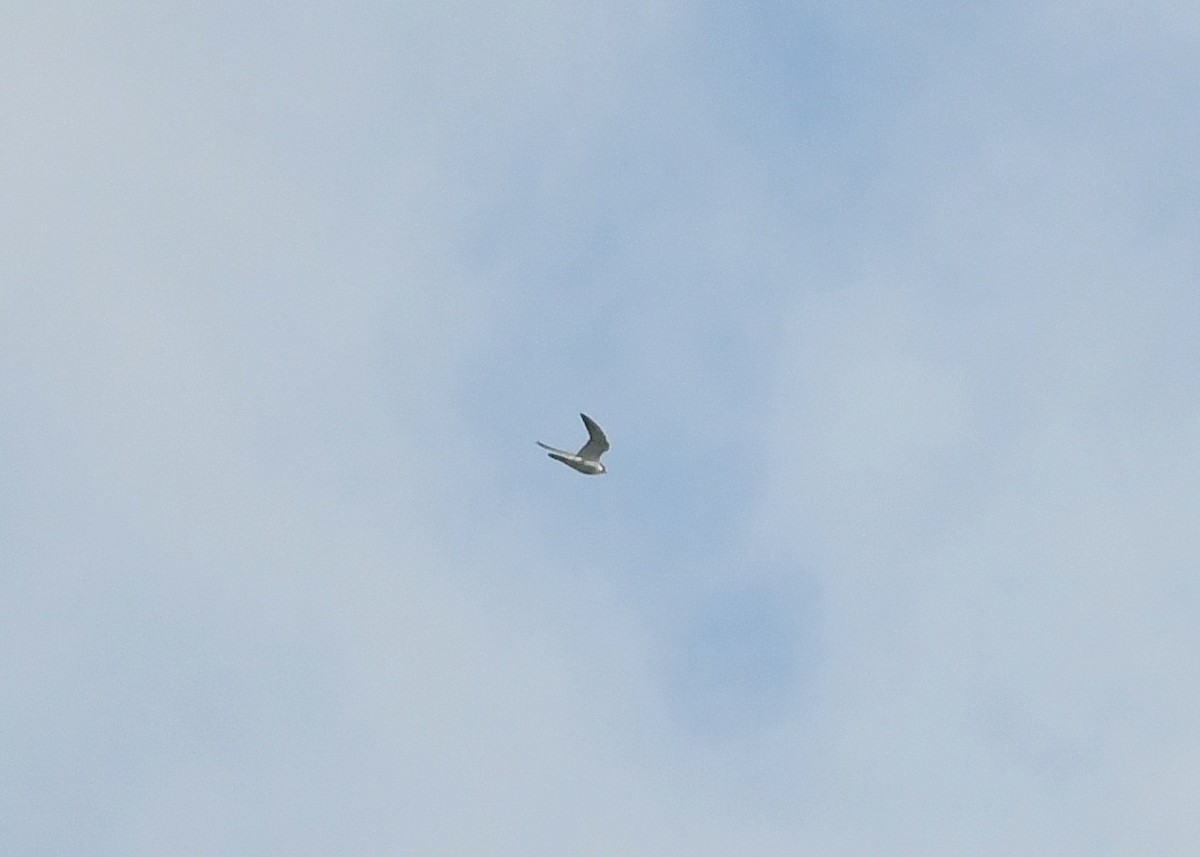 eBird Checklist - 27 Apr 2023 - Bob & Betty Cummings Memorial Park - 42 ...