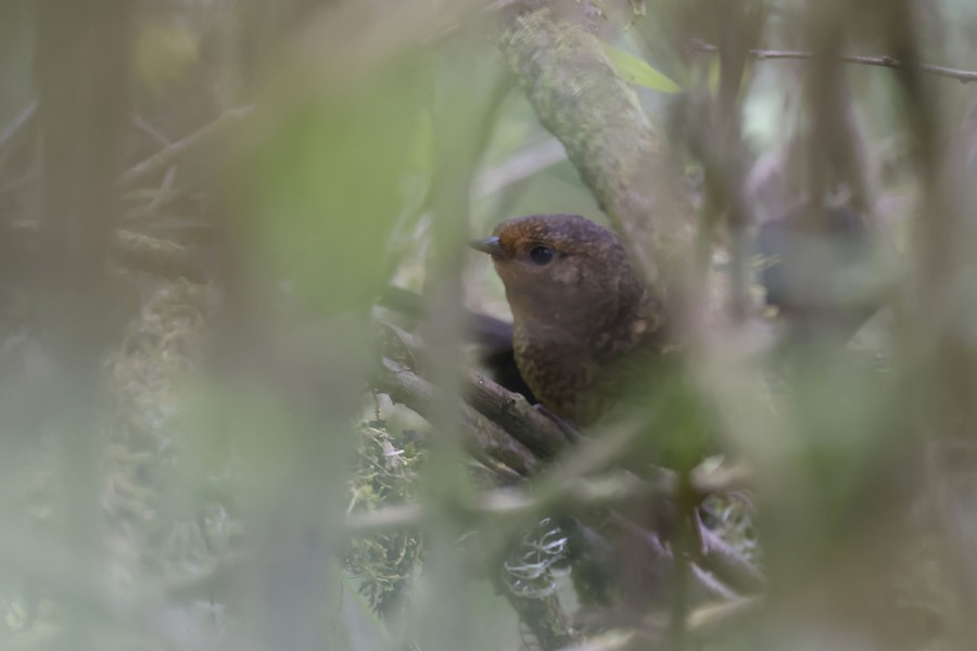 Blackish Tapaculo (Pacific) - eBird