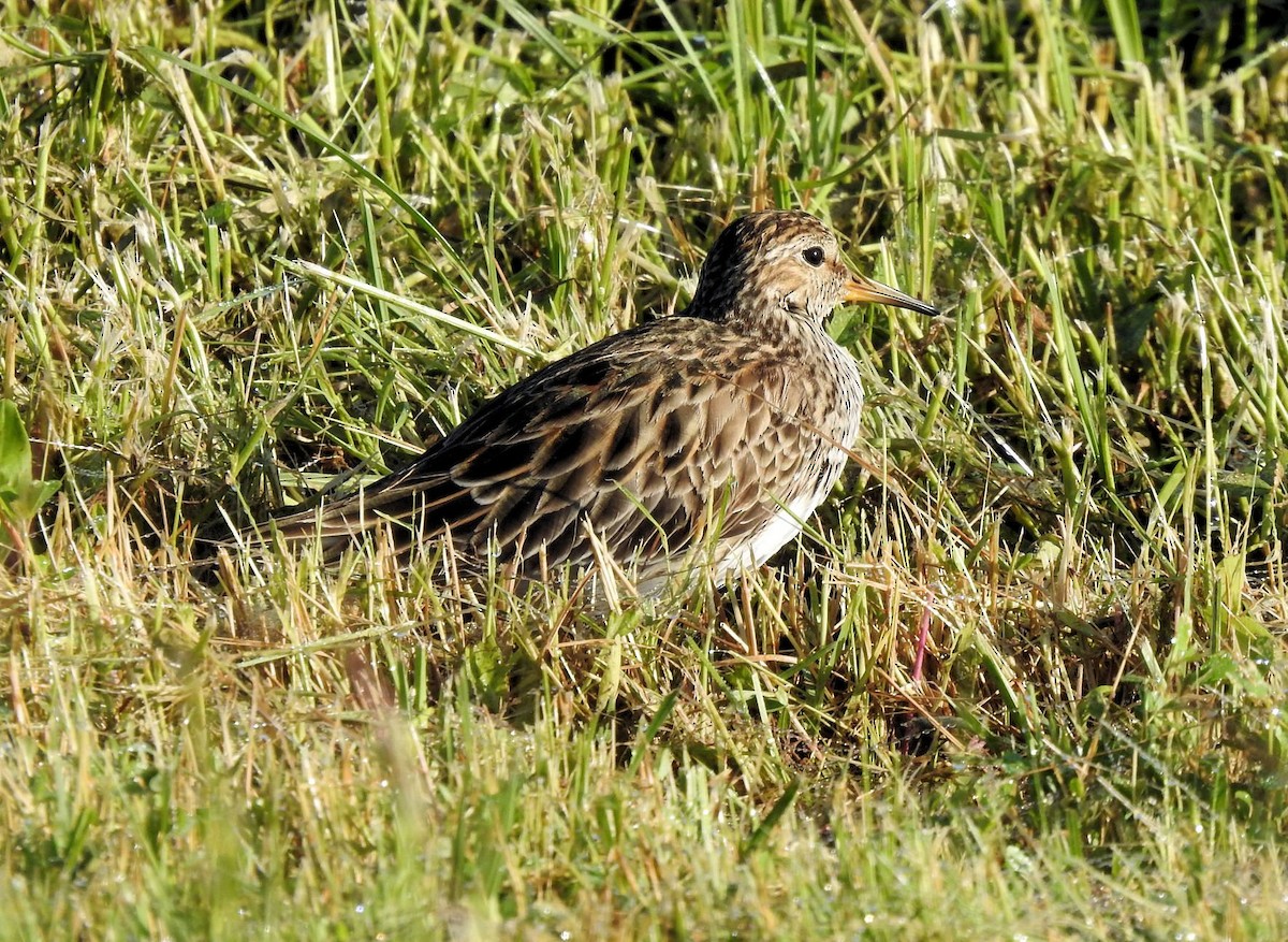 eBird Checklist - 28 Apr 2023 - Morris Frank Park - 59 species