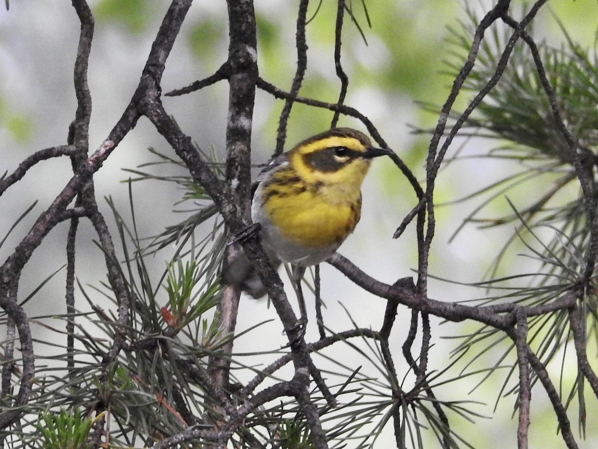 eBird Checklist - 28 Apr 2023 - 1850 Graves Rd, Norcross US-GA 33.90482 ...