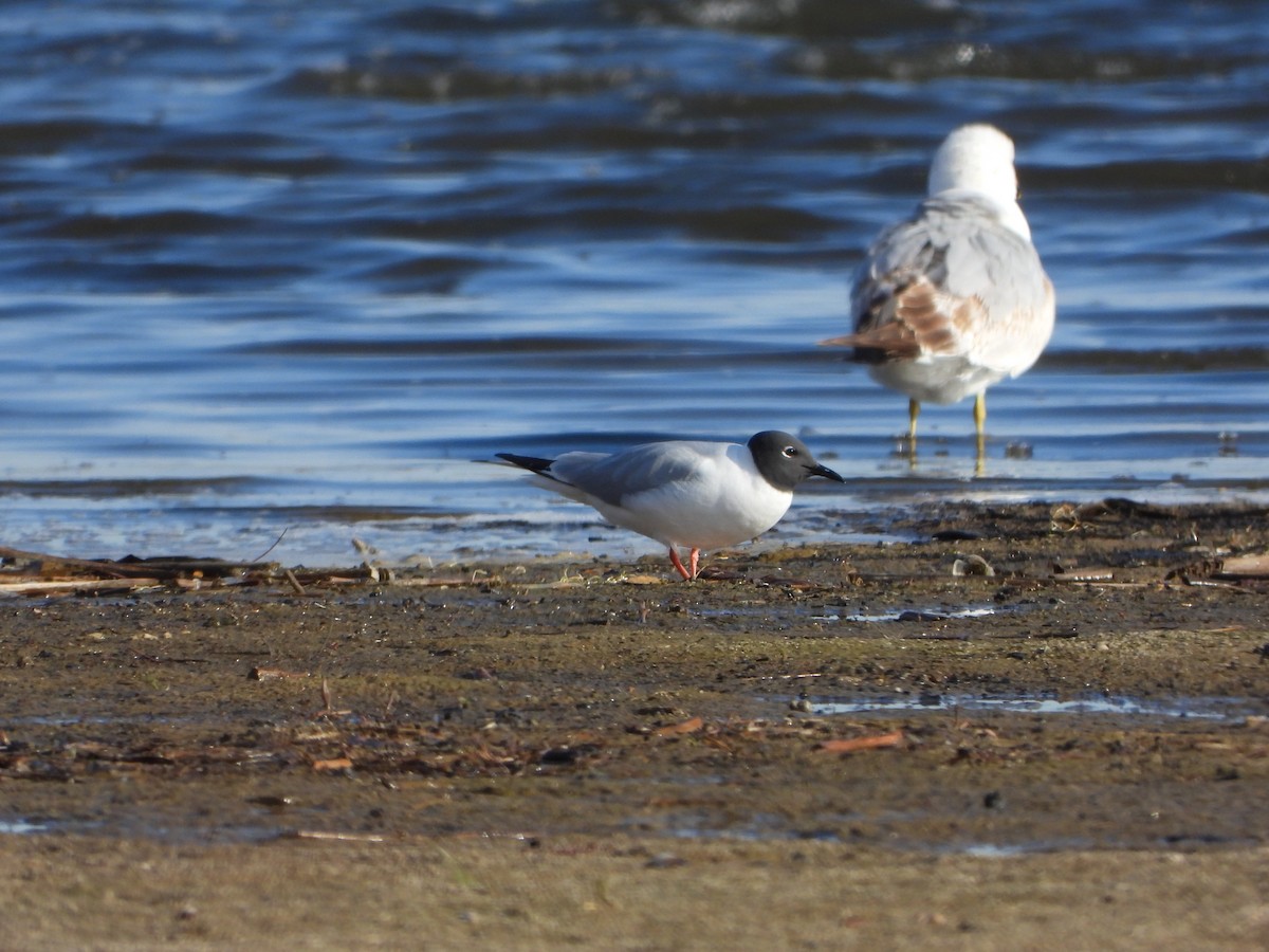 ML564063511 - Bonaparte's Gull - Macaulay Library