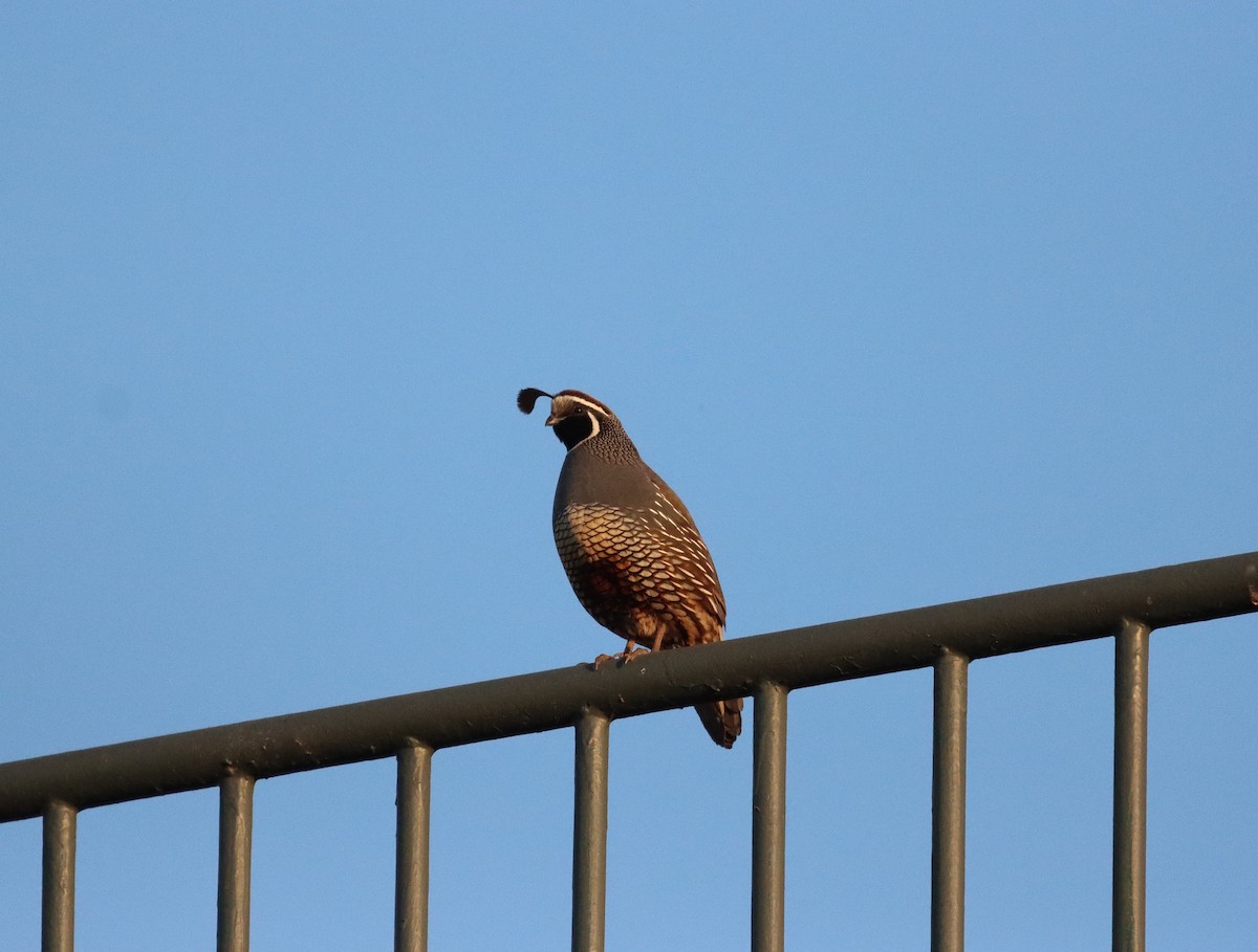 eBird Checklist - 28 Apr 2023 - Temecula Creek Trail - 32 species