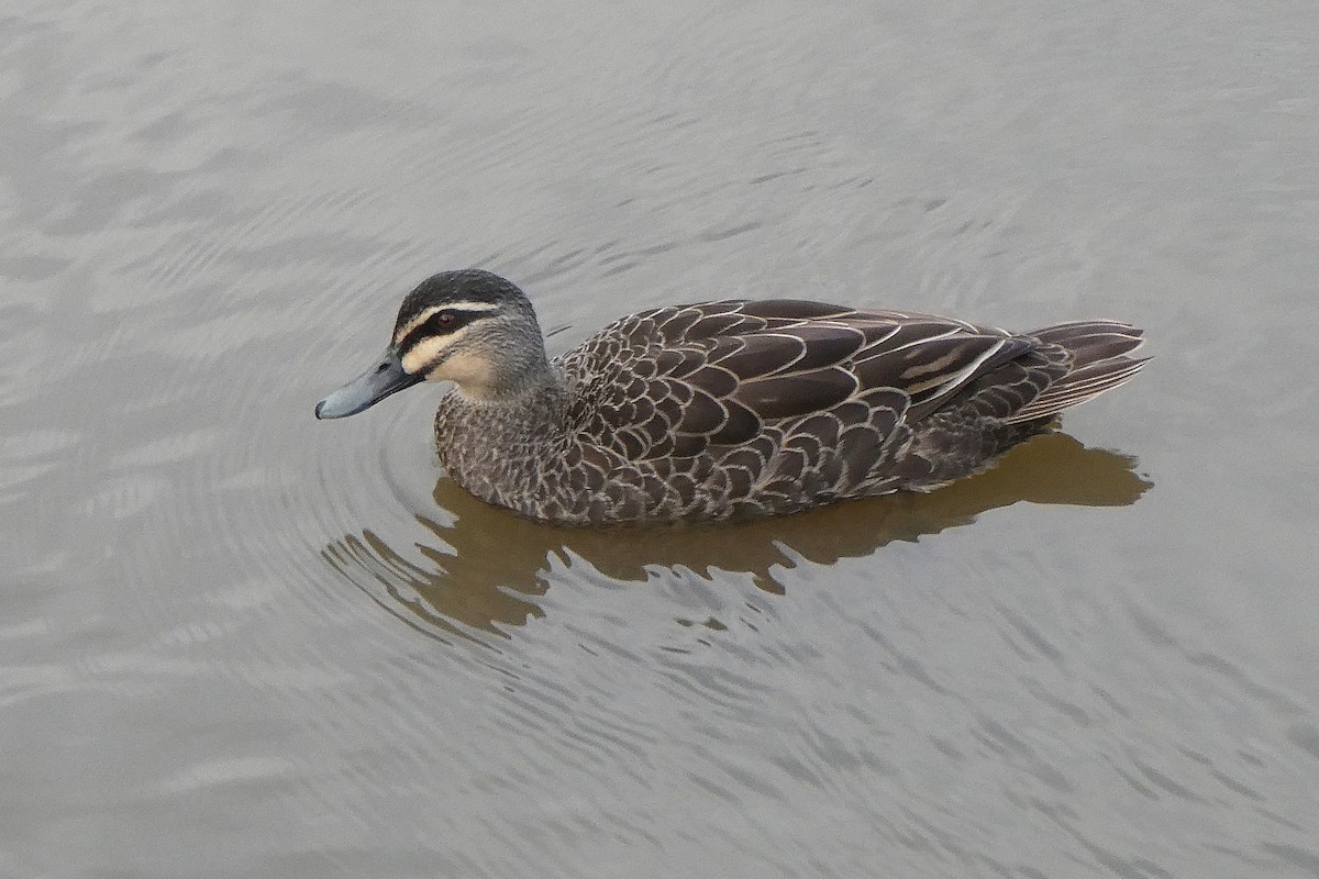 eBird Checklist - 26 Apr 2023 - Toowoomba Bicentennial Waterbird ...