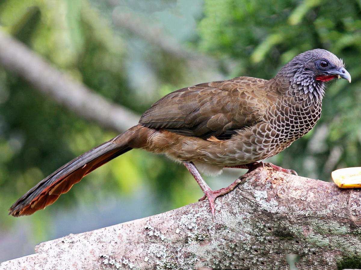 Colombian Chachalaca - Ortalis columbiana - Birds of the World