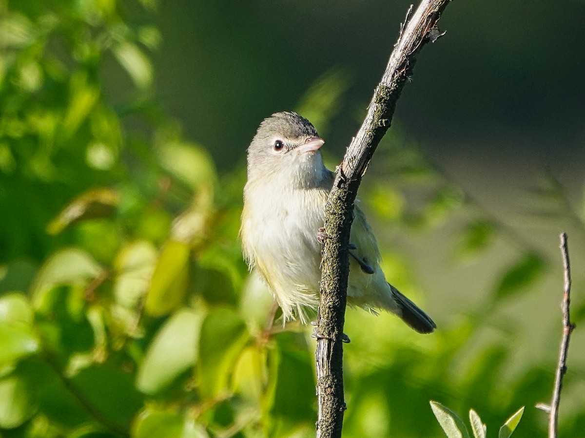 eBird Checklist - 22 Apr 2023 - Balcones Canyonlands NWR--Doeskin Ranch ...