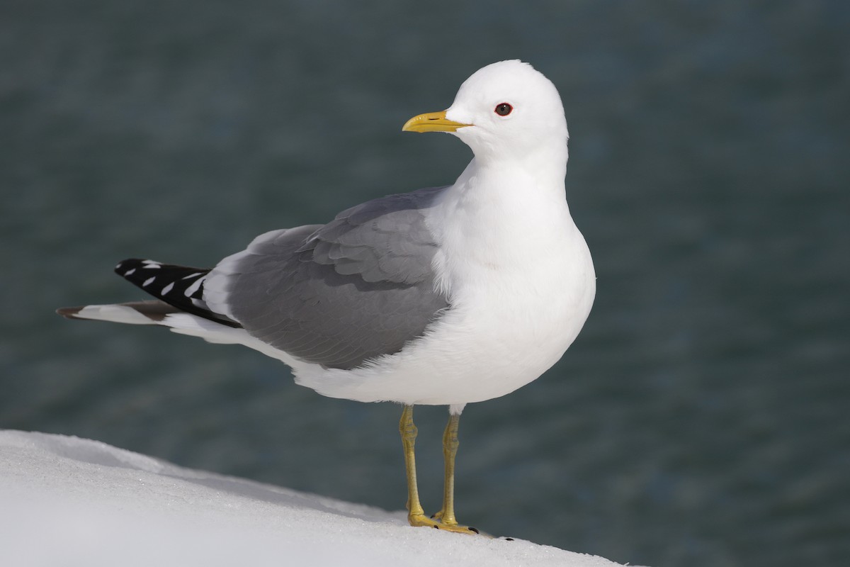 ML56460001 - Short-billed Gull - Macaulay Library