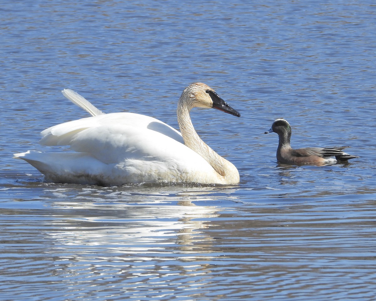 ML564637231 - Trumpeter Swan - Macaulay Library