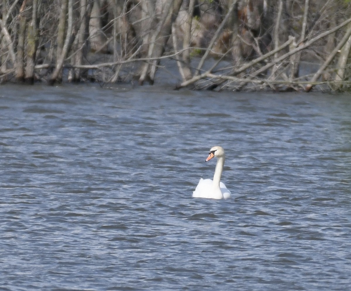 eBird Checklist - 29 Apr 2023 - Gilmore Ponds MetroPark (do not walk ...