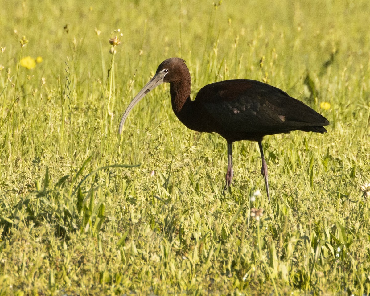 eBird Checklist - 29 Apr 2023 - Temple Lions Park - 27 species