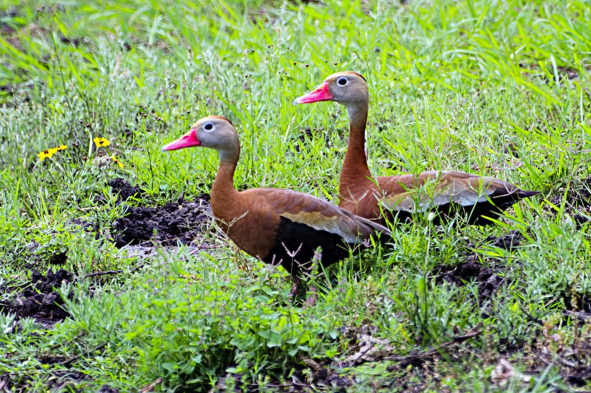 eBird Checklist - 27 Apr 2023 - Barnhart Q5 Ranch & Nature Retreat - 45 ...