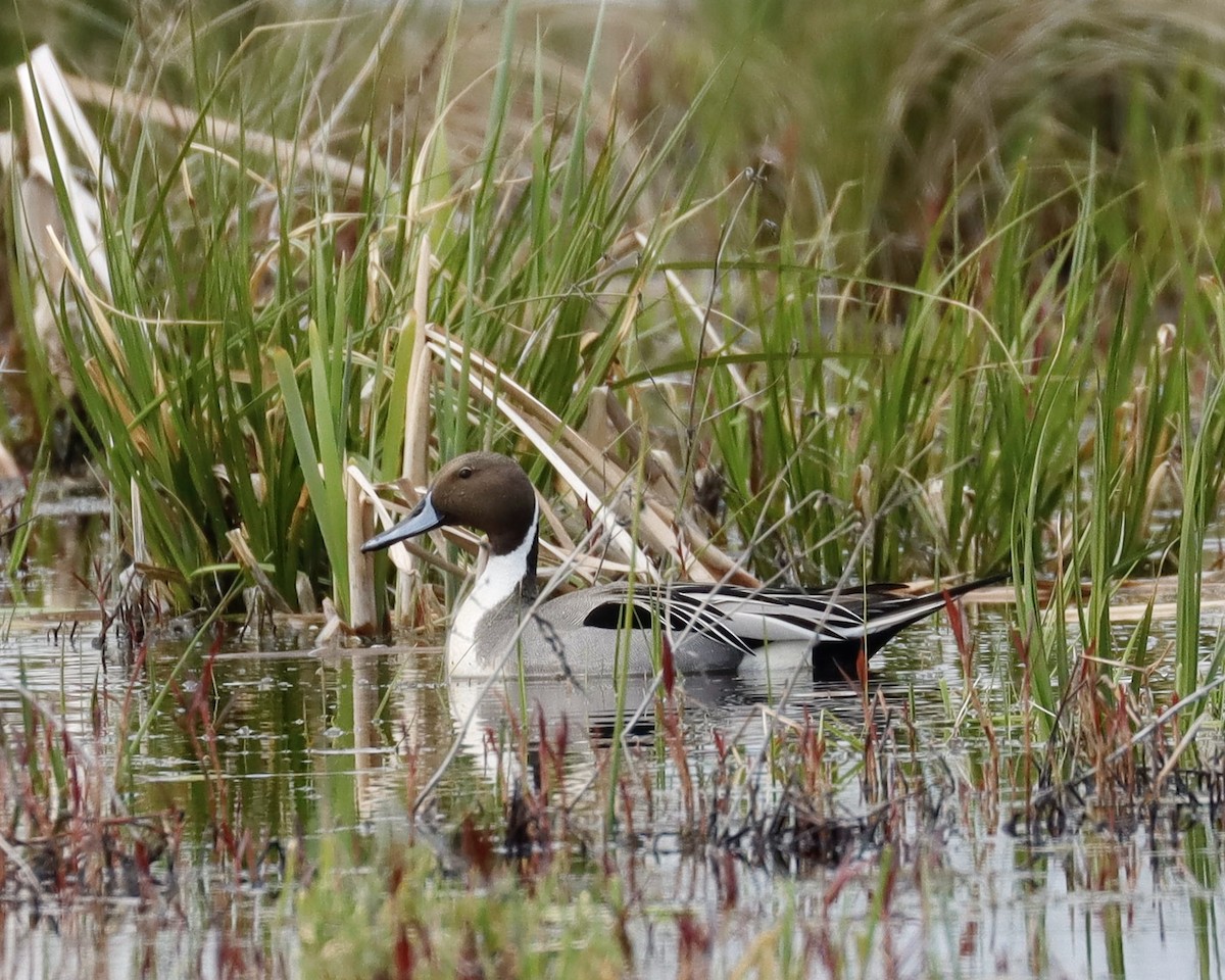 eBird Checklist - 30 Apr 2023 - Nayanquing Point SWA - 42 species