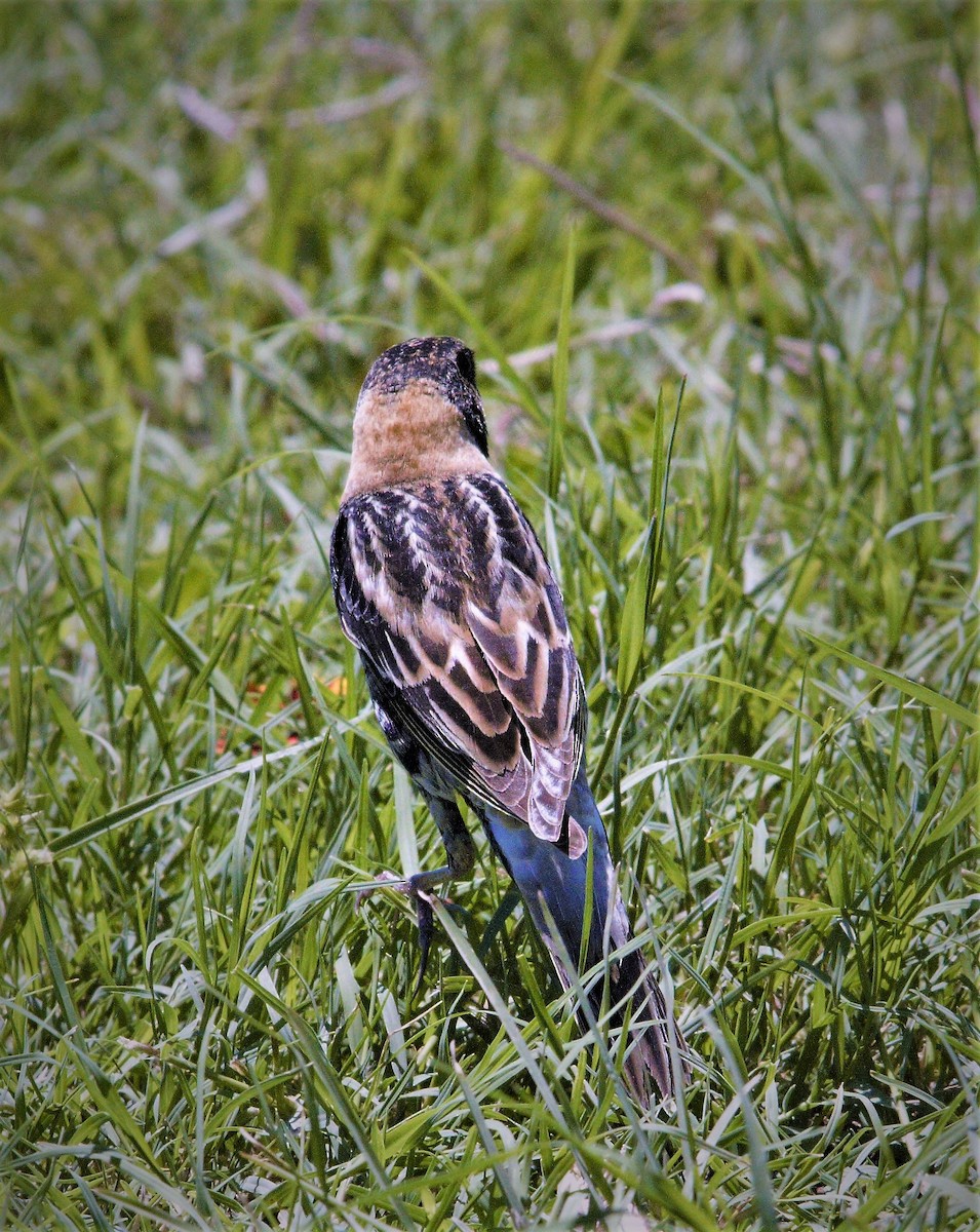 eBird Checklist - 30 Apr 2023 - Univ. of Tex. Port Aransas Marine Science Institute Wetlands - 6 ...