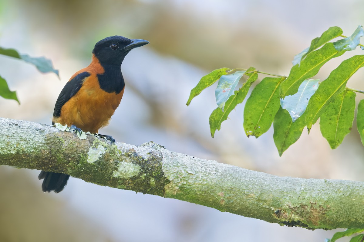 Hooded Pitohui - Pitohui dichrous - Media Search - Macaulay Library and ...