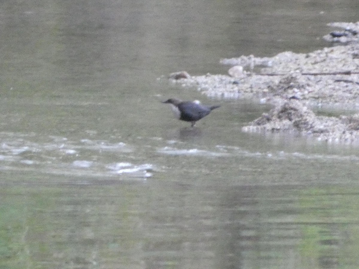 ML565467341 - White-throated Dipper - Macaulay Library