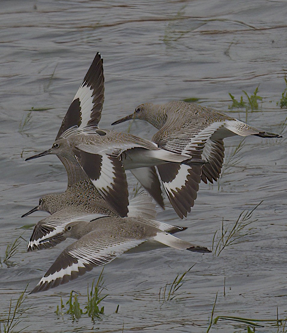 eBird Checklist - 1 May 2023 - SHARP (Southeast Houghton Area Recharge ...