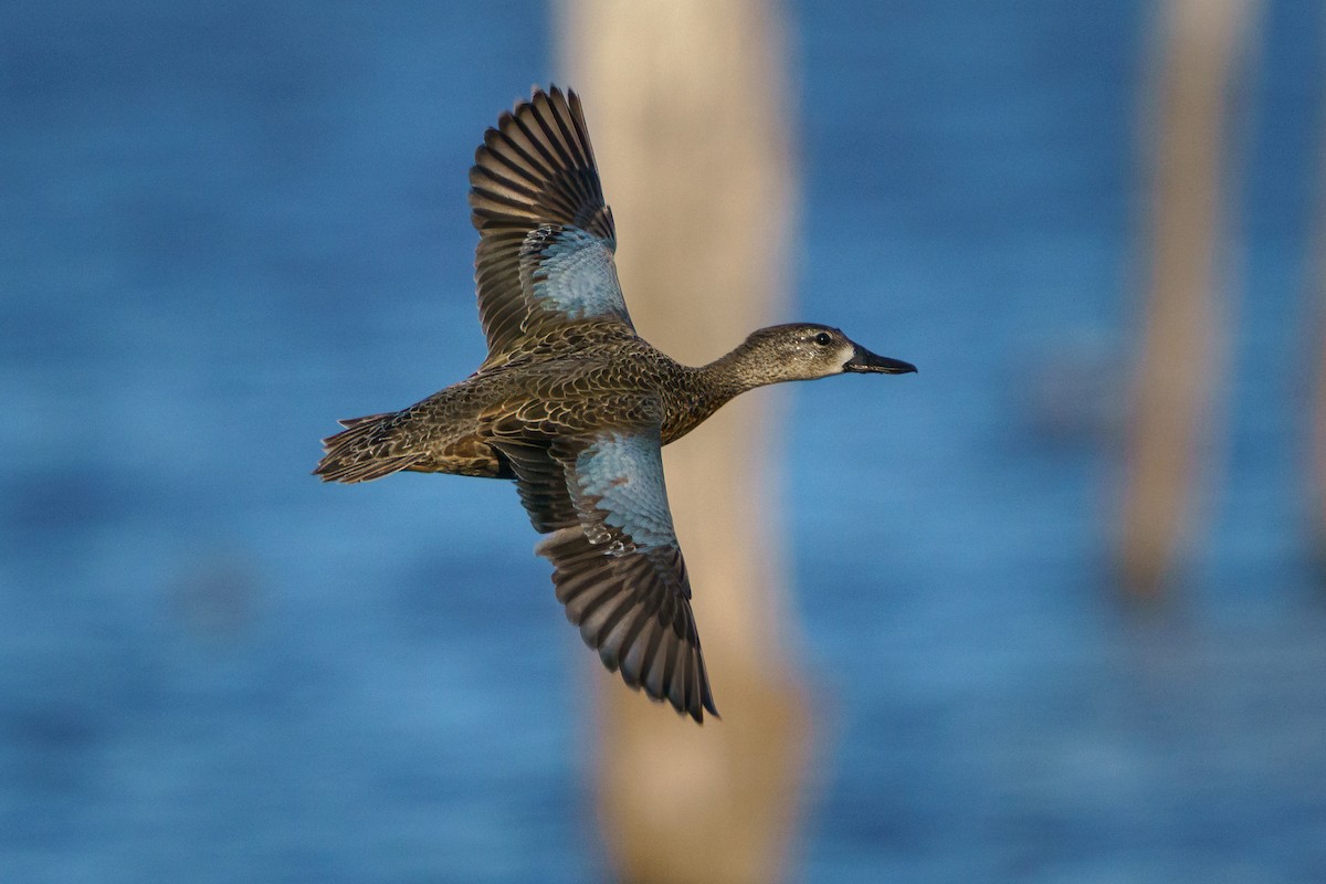 eBird Checklist - 1 May 2023 - Longview Lake - 18 species