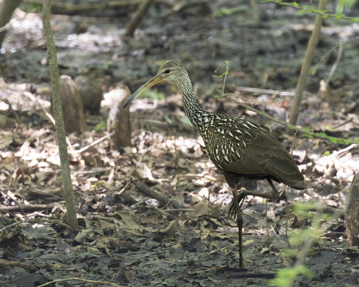 eBird Checklist - 1 May 2023 - Mingo NWR--Redmill Dr./Company Farms ...
