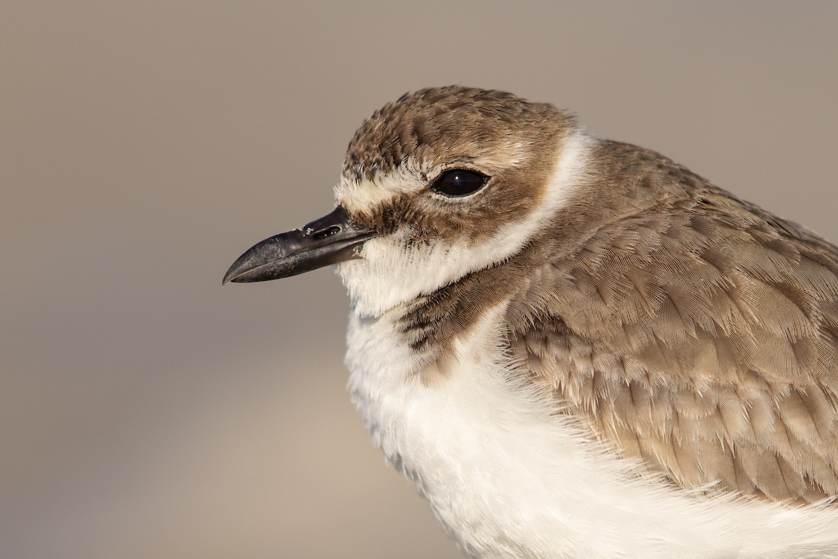 ML566113971 - Wilson's Plover - Macaulay Library