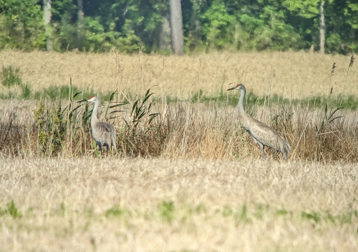 Virginia Breeding Bird Atlas Checklist - 2 May 2023 - Muddy Creek ...