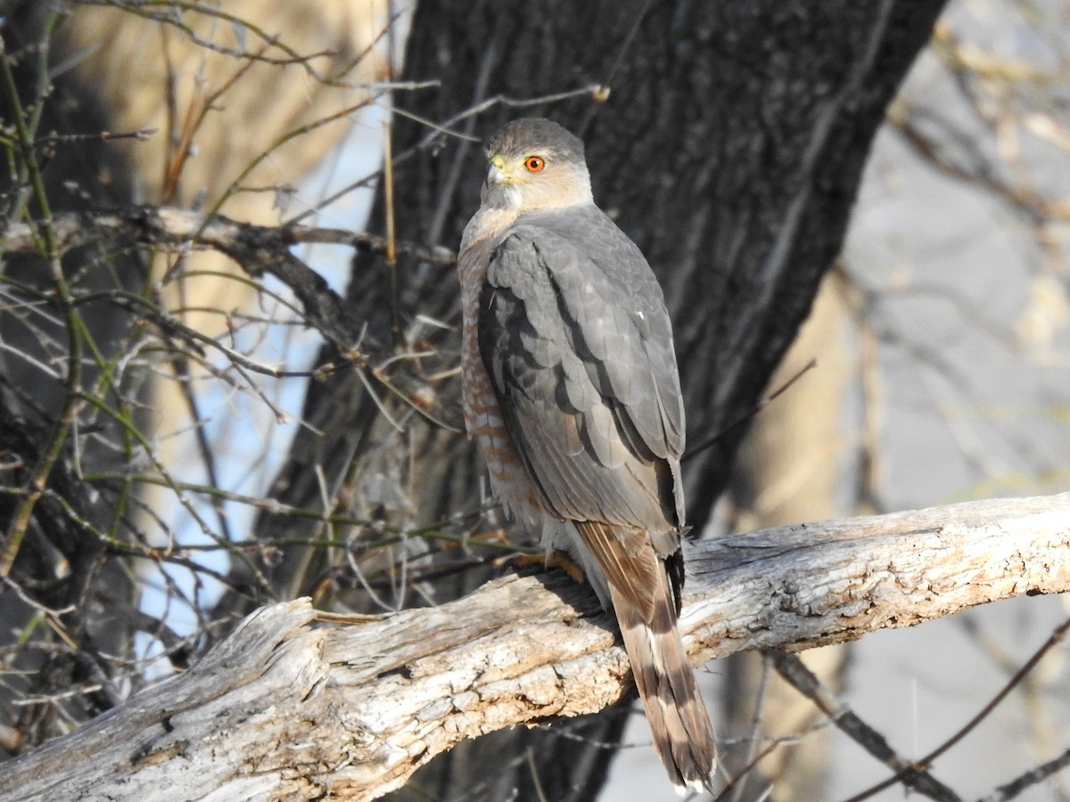 eBird Checklist - 2 May 2023 - Moorhead--Bridgeview Park - 5 species