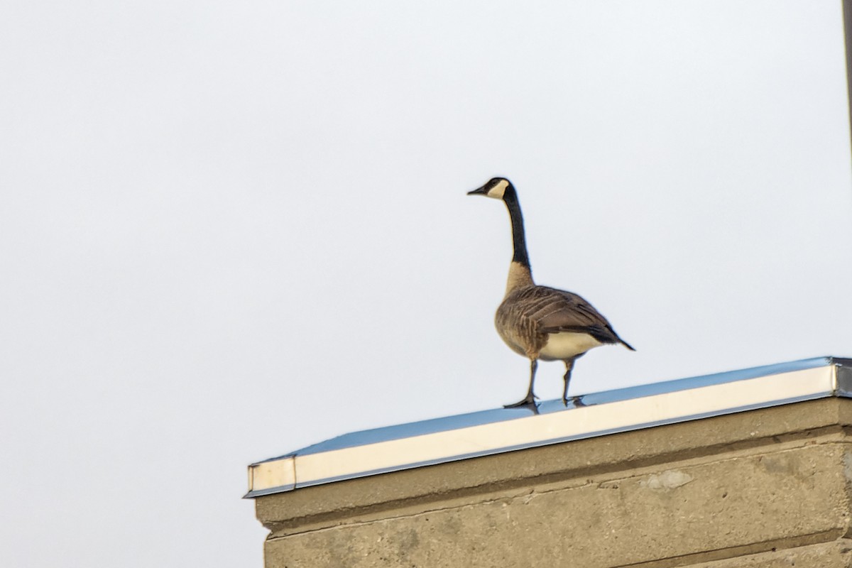 eBird Checklist - 2 May 2023 - 1265 Military Trail, Toronto, Ontario ...