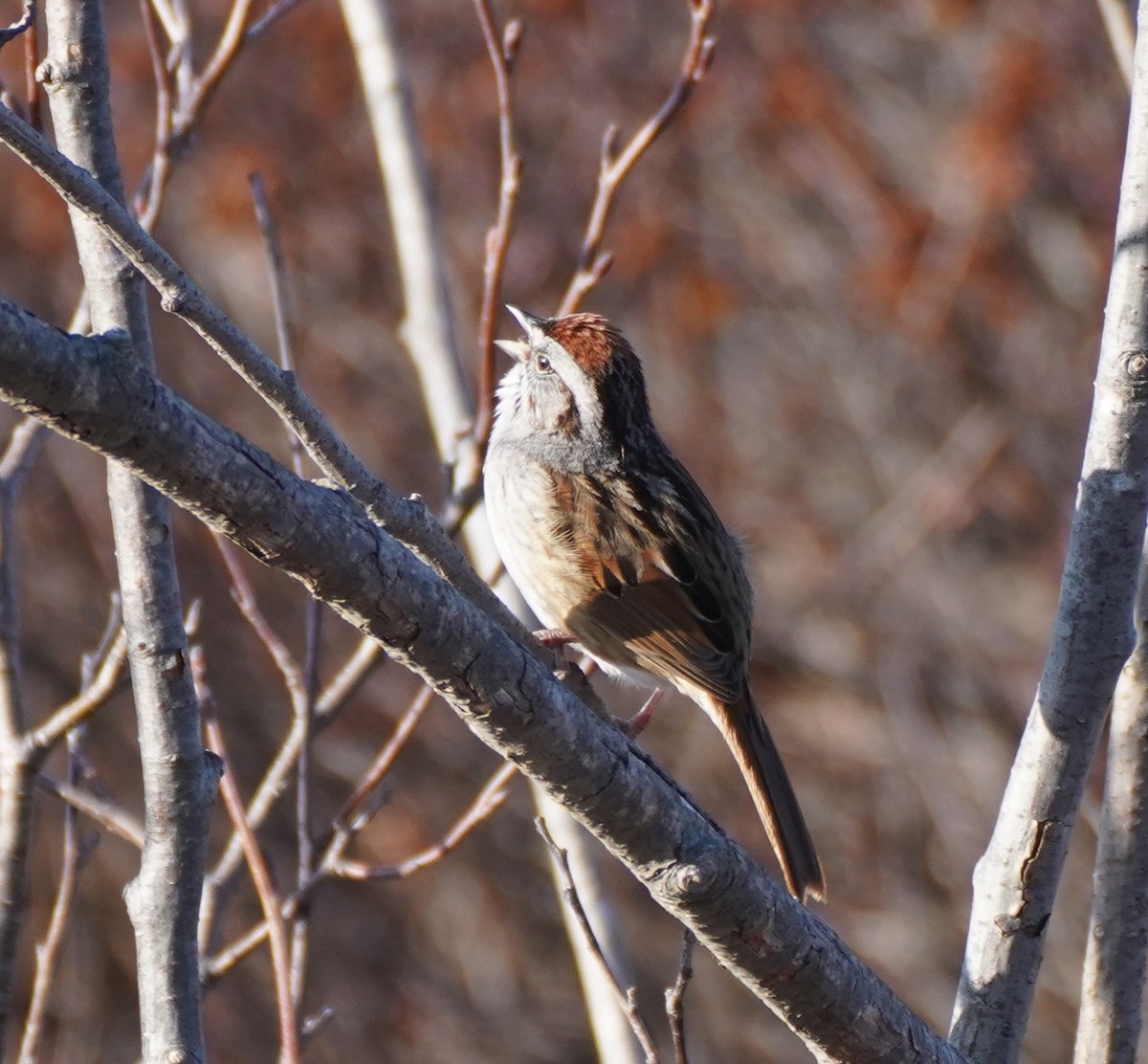 ML566490481 - Swamp Sparrow - Macaulay Library