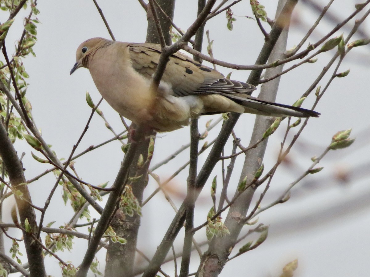 eBird Checklist - 3 May 2023 - Ottawa--Bruce Pit - 25 species