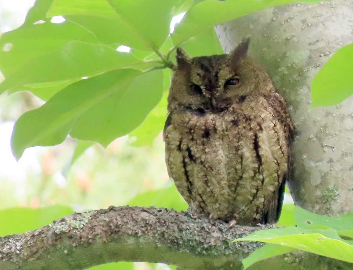 ML566743441 - Japanese Scops-Owl - Macaulay Library