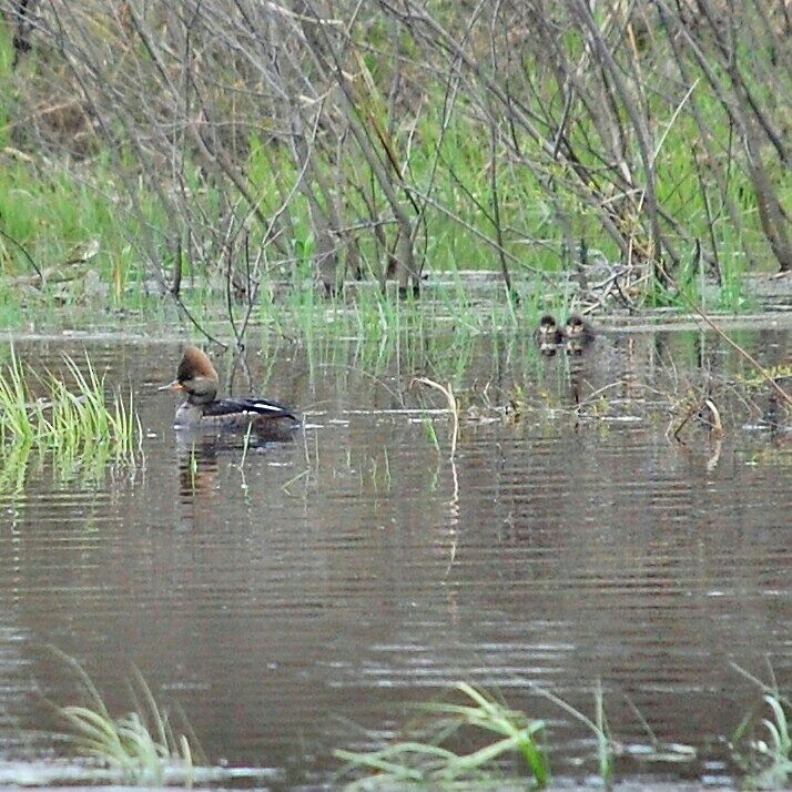 Wisconsin Breeding Bird Atlas Checklist - 2 May 2017 - Beaver Creek ...