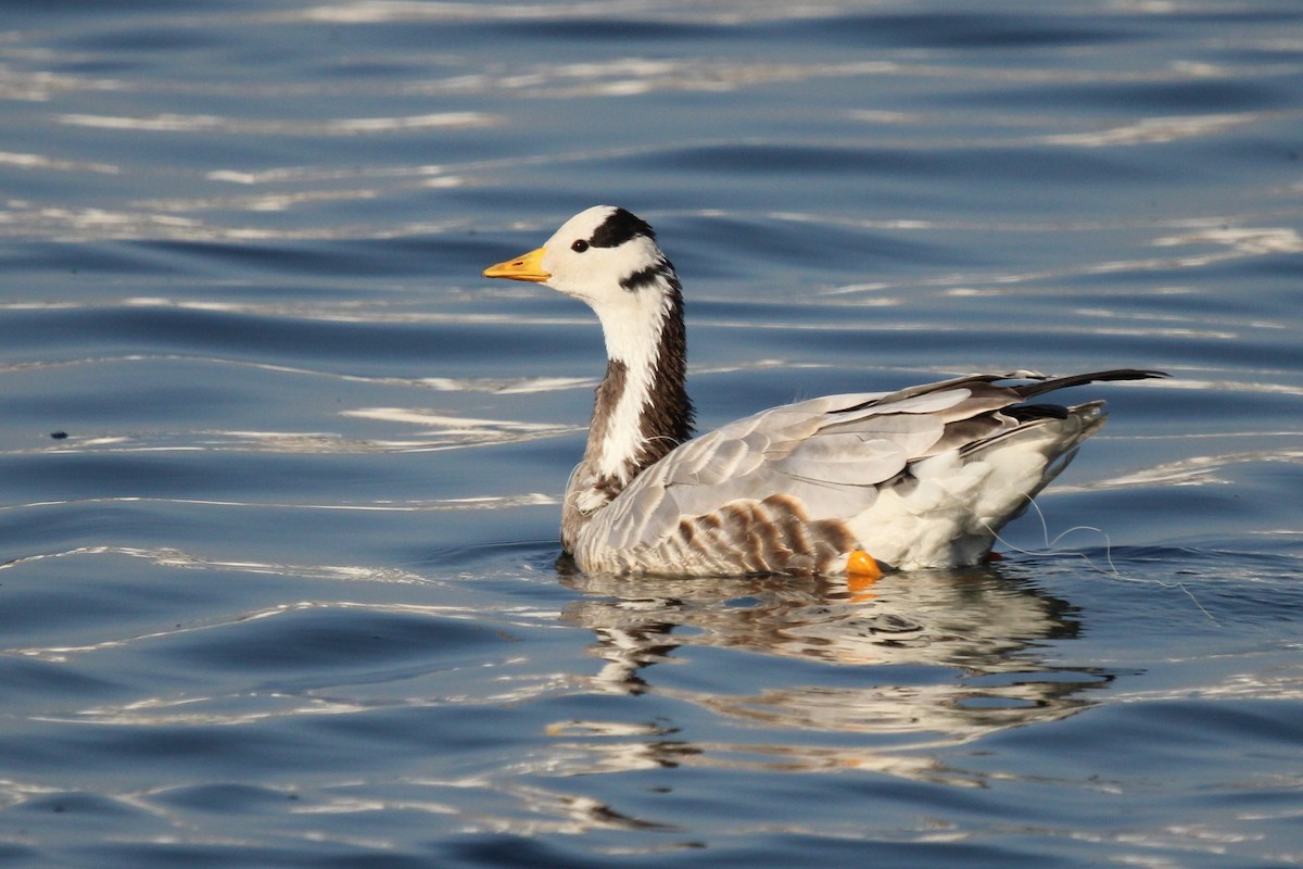 eBird Checklist - 7 Feb 2023 - Mote Majra - 10 species