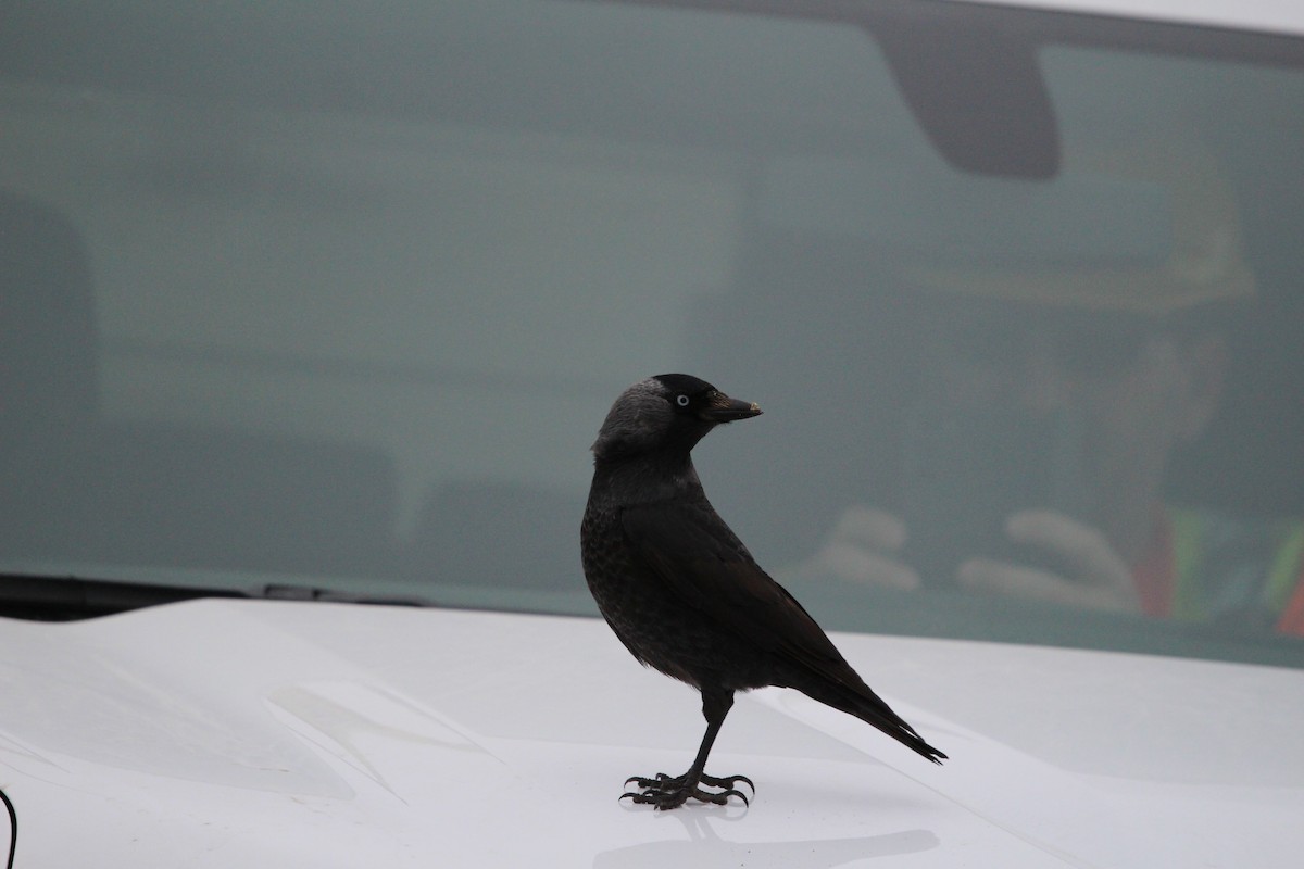 eBird Checklist - 4 May 2023 - Muskrat Falls Hydro Station - 1 species