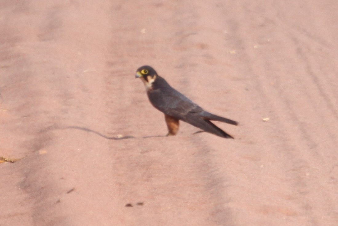 ML566832761 - African Hobby - Macaulay Library