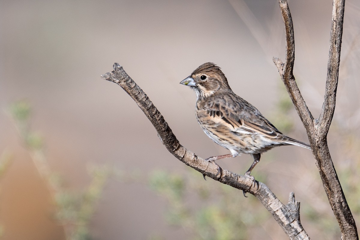 eBird Checklist - 4 May 2023 - UNM--North Golf Course - 30 species