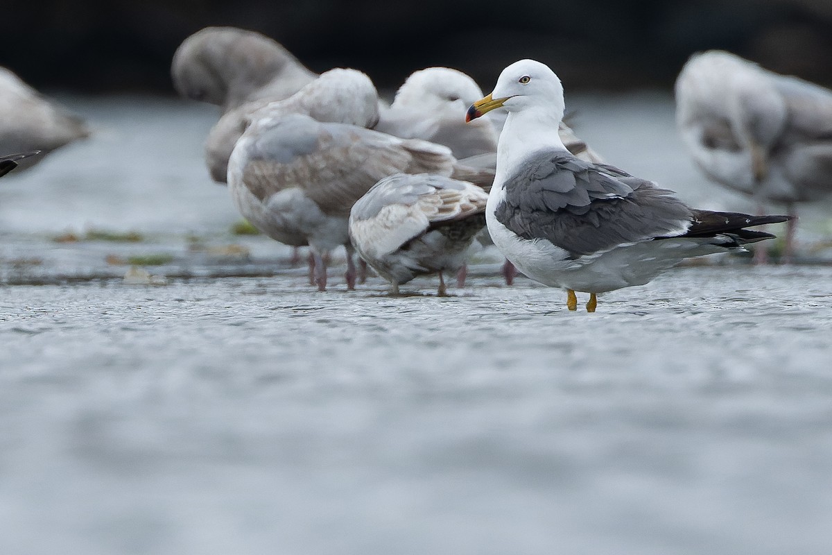Black-tailed Gull - Larus crassirostris - Media Search - Macaulay Library and eBird