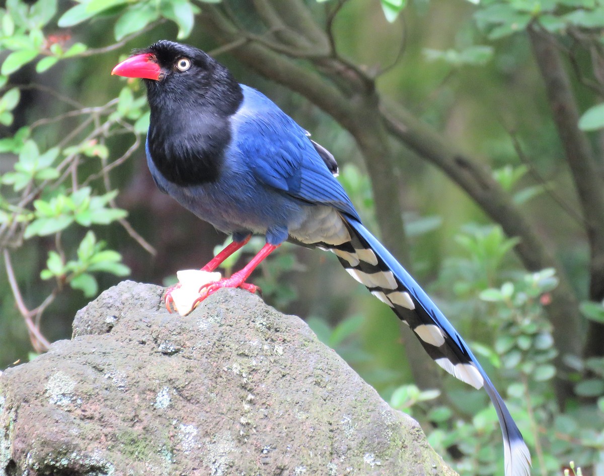 ML567156941 - Taiwan Blue-Magpie - Macaulay Library