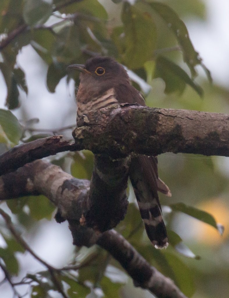 eBird Checklist - 18 Apr 2017 - Ulu Ulu Temburong Canopy Walkway - 5 ...