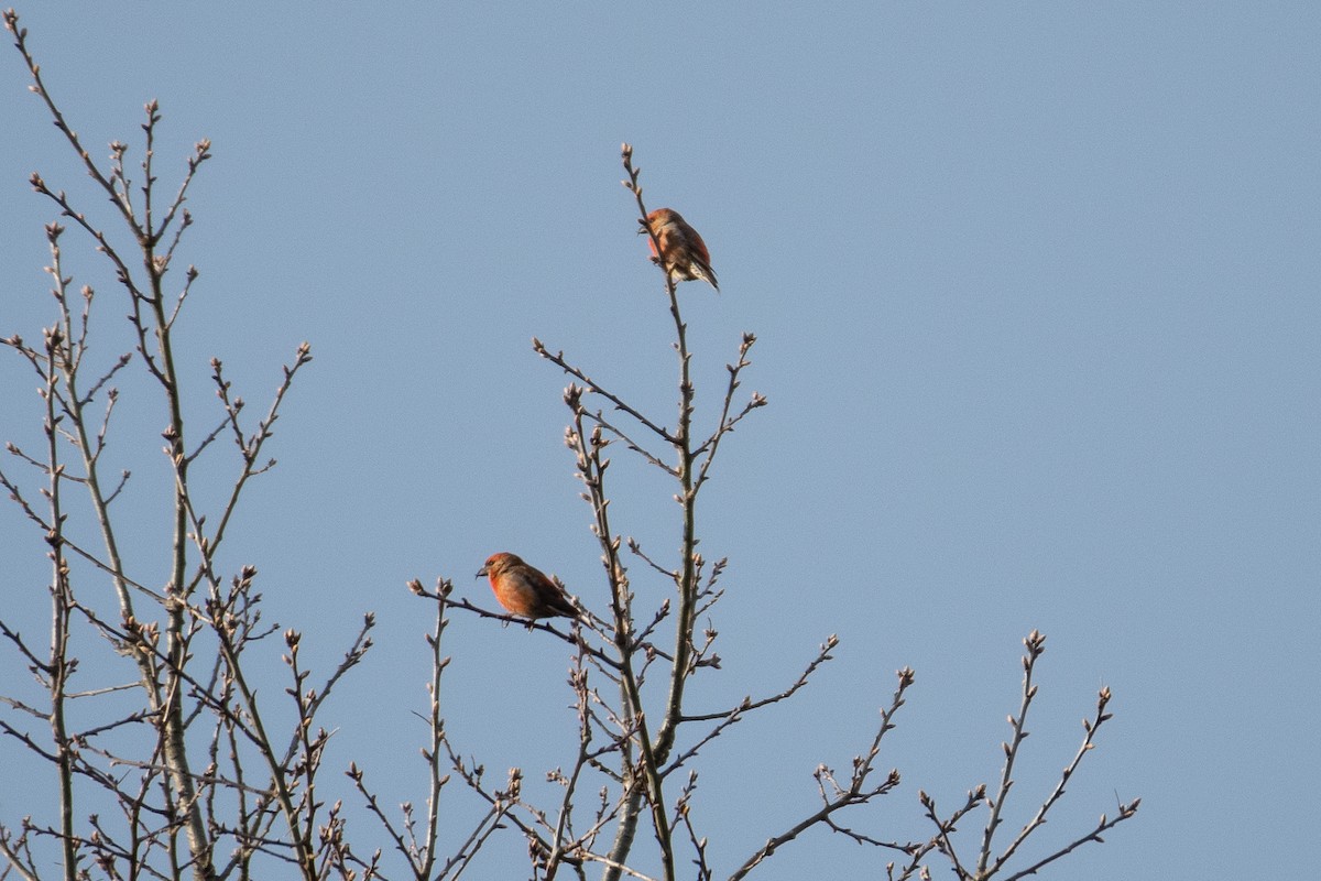 eBird Checklist - 5 May 2023 - Blue Ridge Pkwy--Cold Mountain Overlook ...