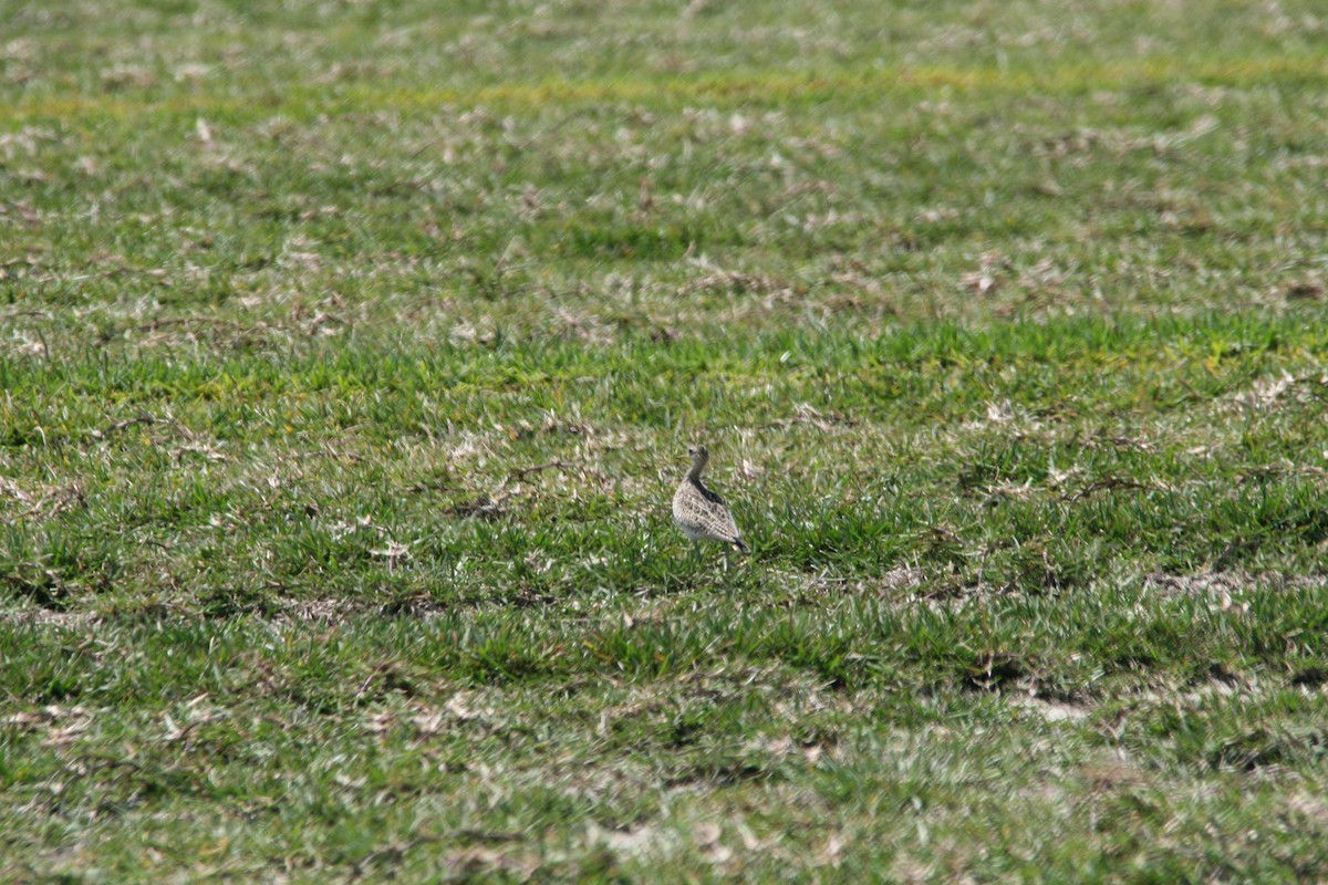ML567378571 - Upland Sandpiper - Macaulay Library