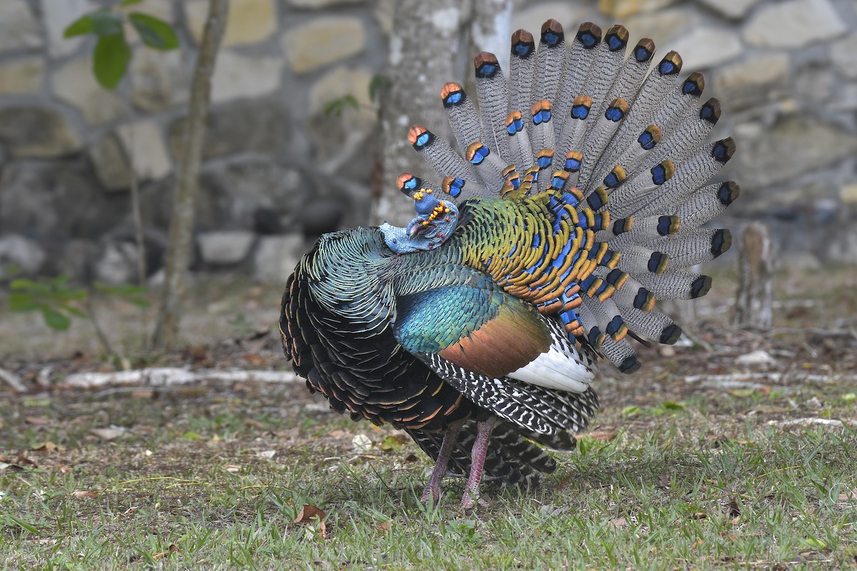 ML567406111 - Ocellated Turkey - Macaulay Library