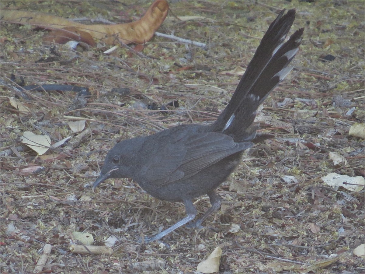 eBird Checklist - 30 Apr 2023 - Arava Valley--Kibbutz Samar קיבוץ סמר - 13 species (+1 other taxa)