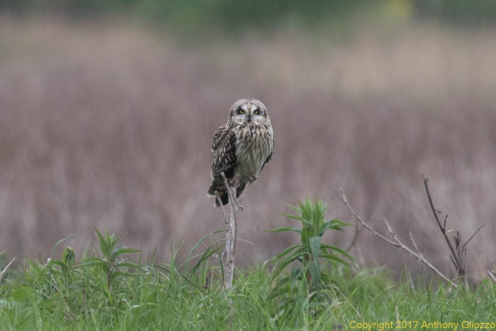 eBird Checklist - 3 May 2017 - Samish Flats--East 90 - 3 species