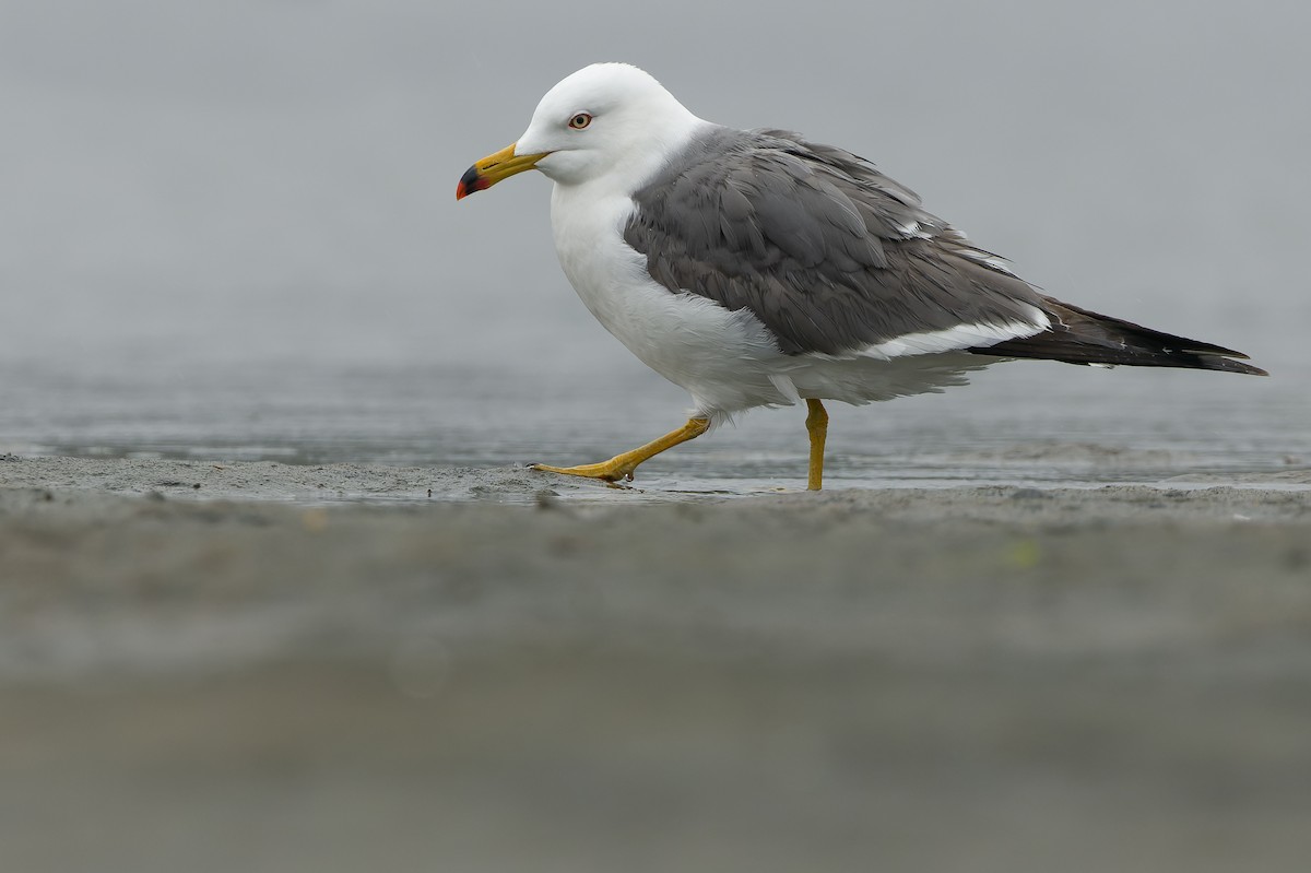 Black-tailed Gull - Larus crassirostris - Media Search - Macaulay Library and eBird
