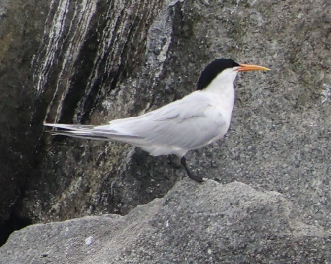 eBird Checklist - 30 Apr 2023 - Dana Point Harbor - 16 species