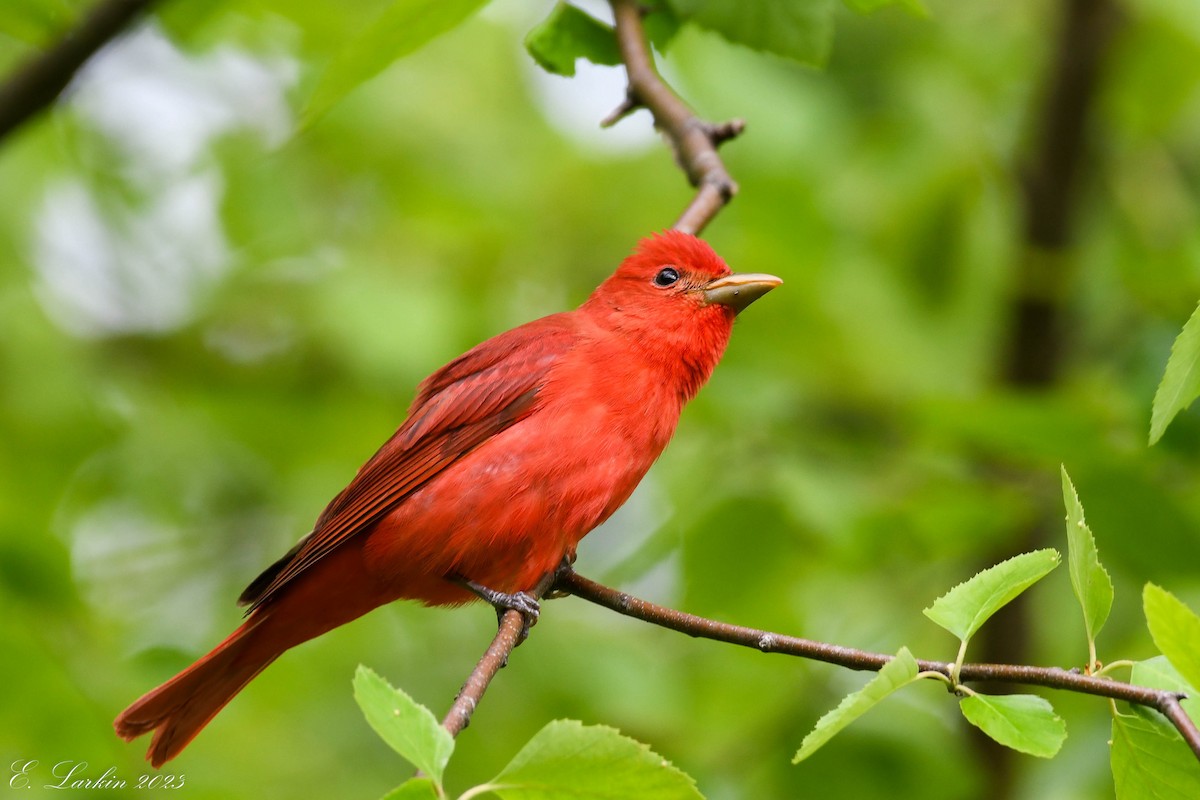 ML567533641 - Summer Tanager - Macaulay Library
